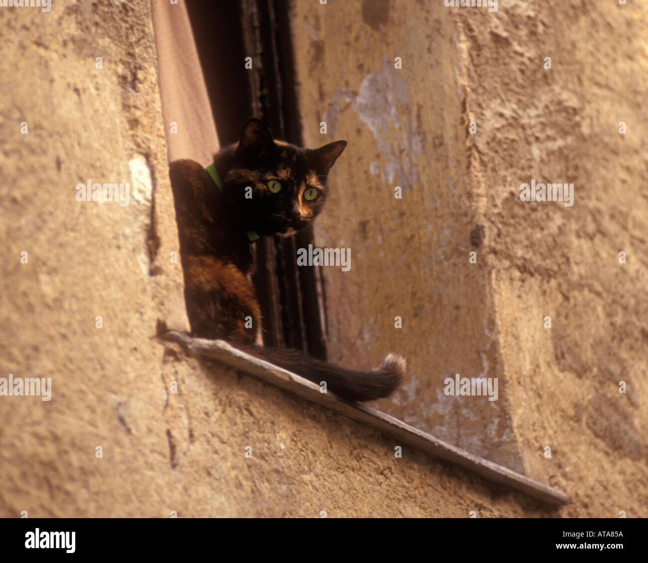 Cat sitting on window ledge hi-res stock photography and images - Alamy