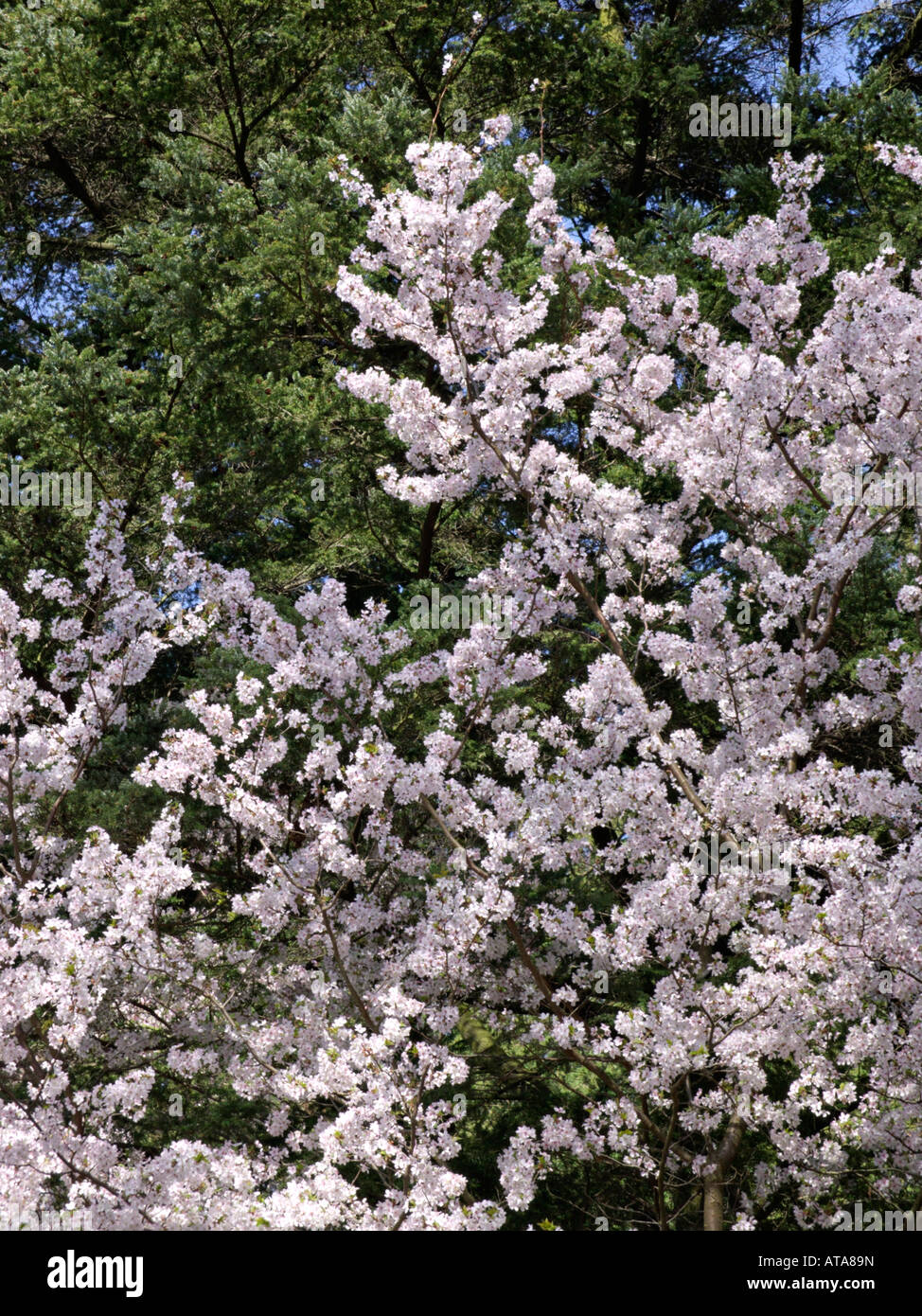 Prunus nipponica hi-res stock photography and images - Alamy