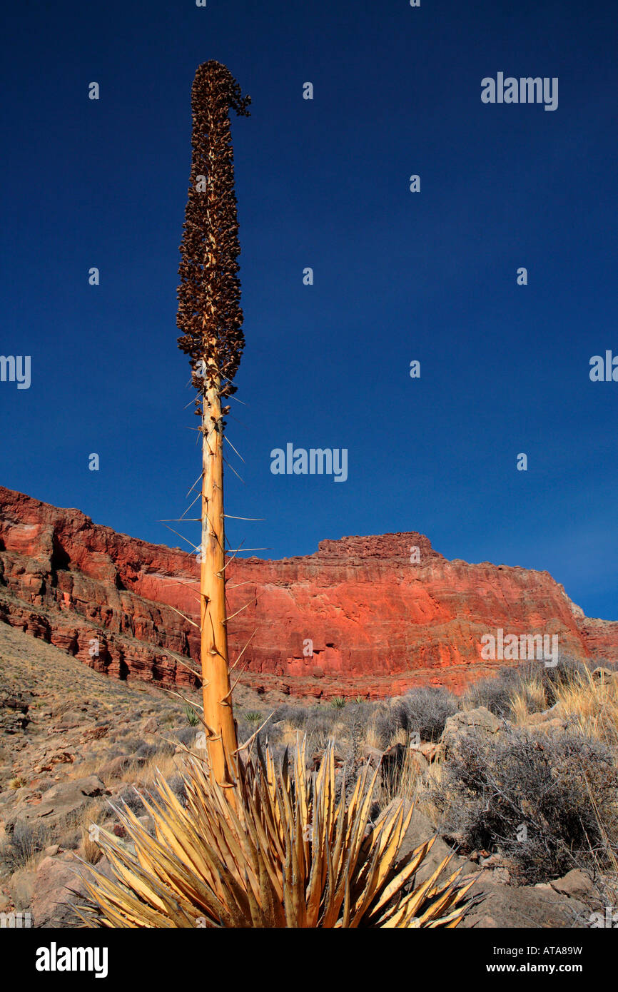 UTAH AGAVE AGAVE UTAHENSIS ALSO CALLED KAIBAB CENTURY PLANT NEAR ...