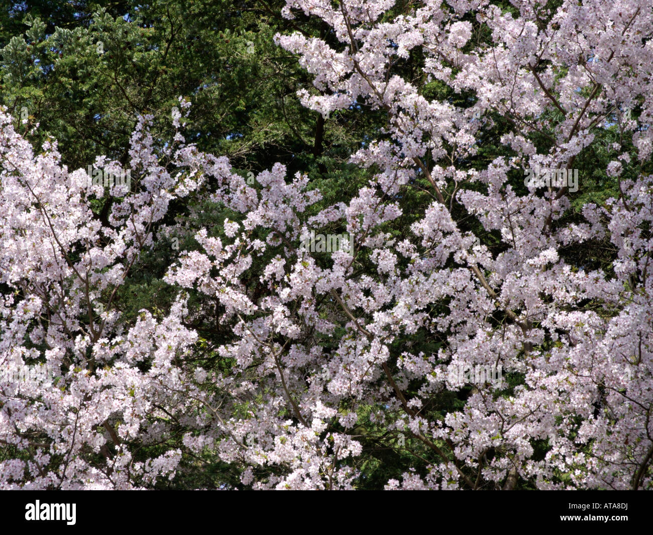 Prunus nipponica hi-res stock photography and images - Alamy