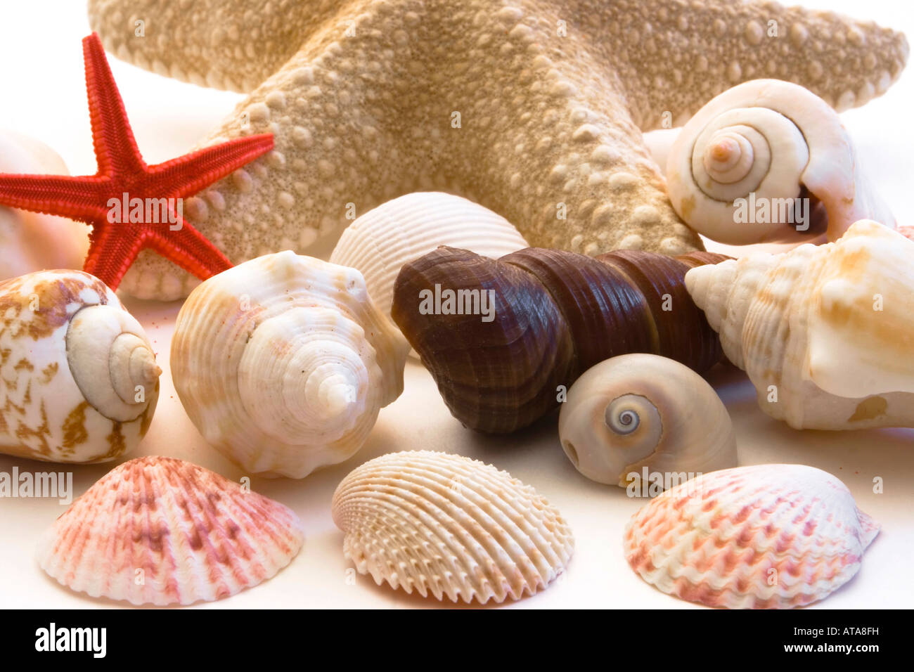 Starfish conch shell sea Cut Out Stock Images & Pictures - Alamy