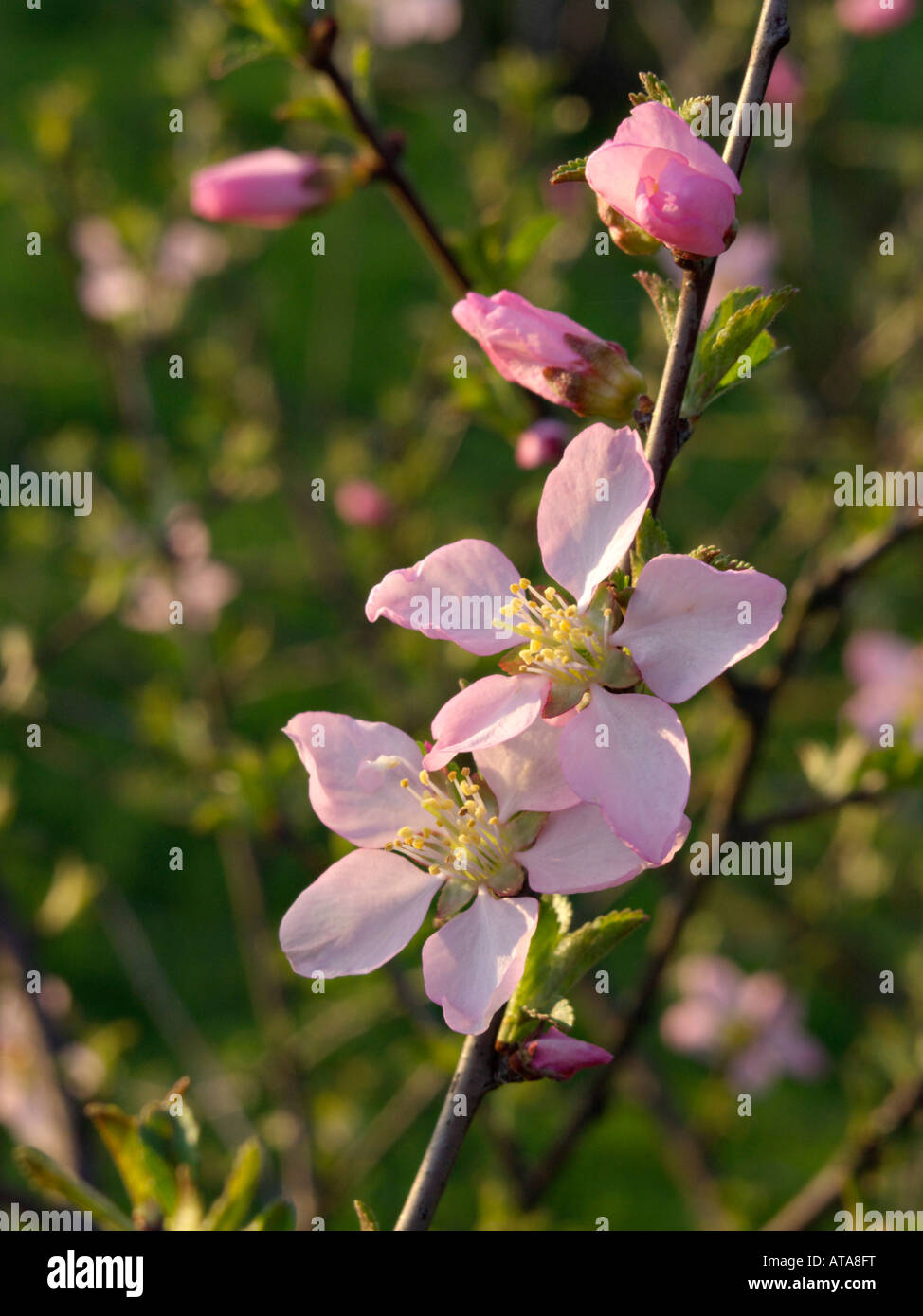 Flowering almond (Prunus triloba Stock Photo - Alamy