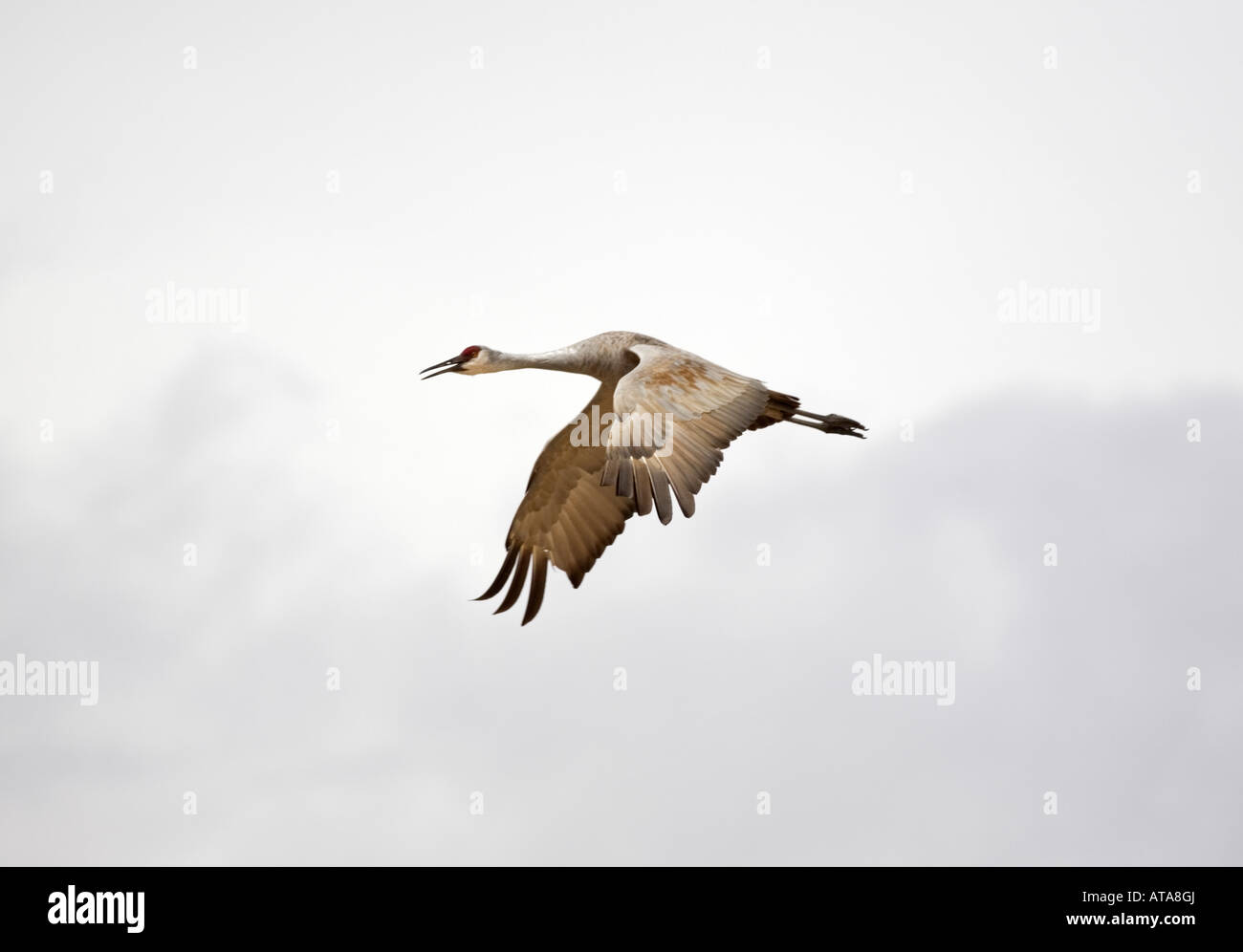 One Crane Flying Stock Photo - Alamy