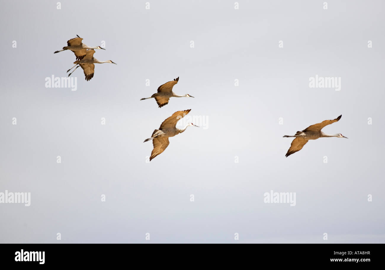 Five cranes hi-res stock photography and images - Alamy