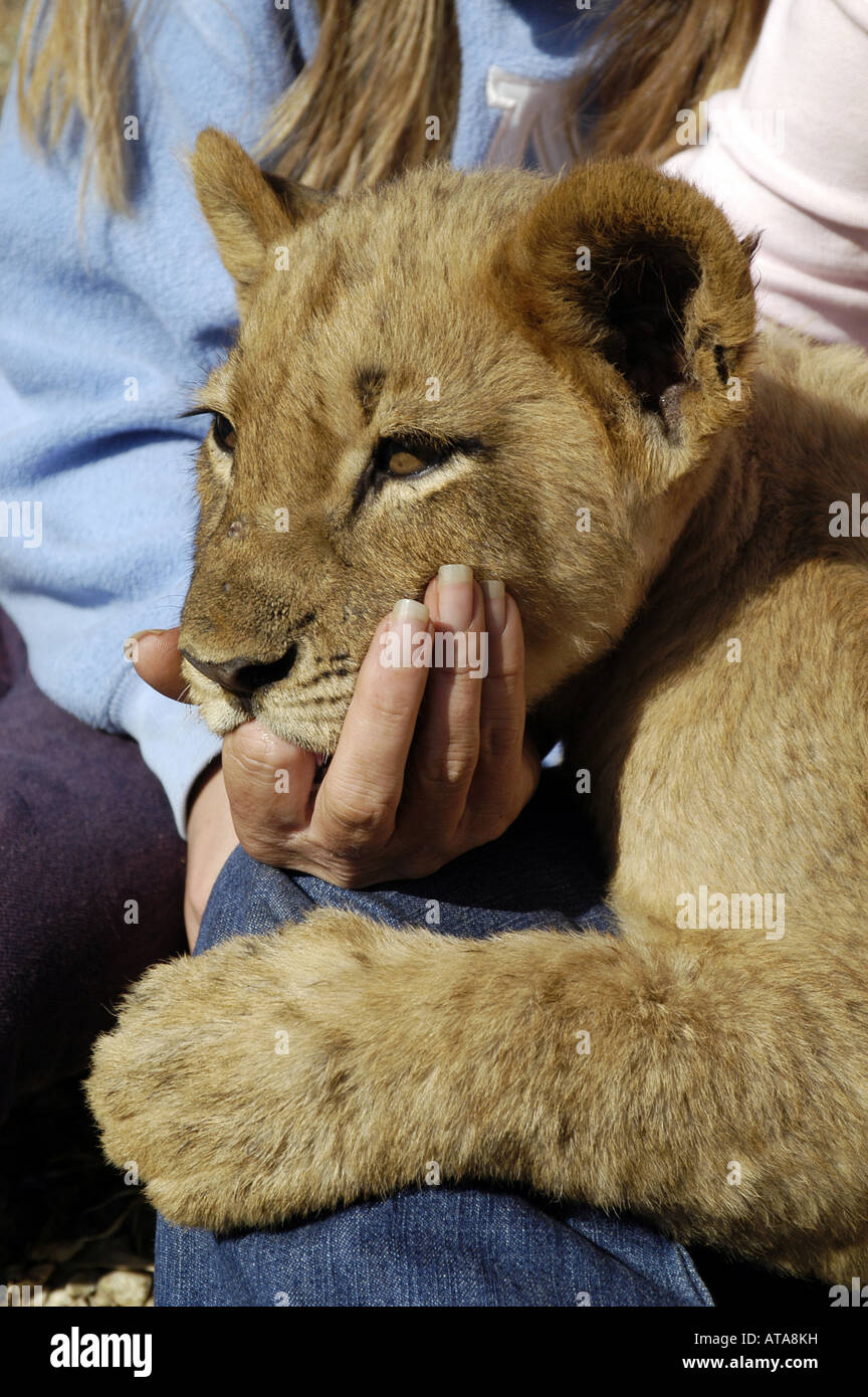 Lion cub suckling on finger Stock Photo - Alamy