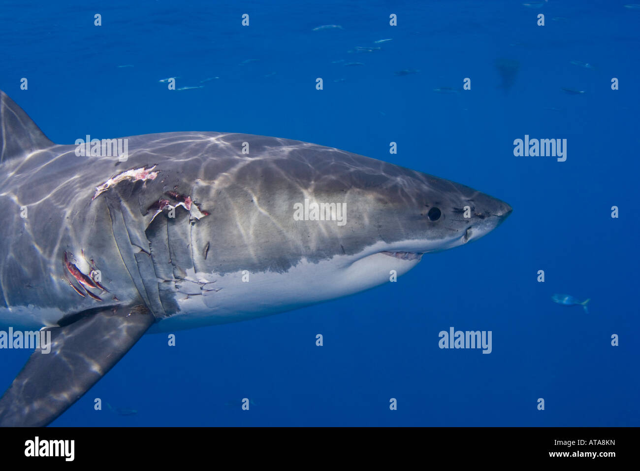 Carcharodon carcharias hi-res stock photography and images - Alamy