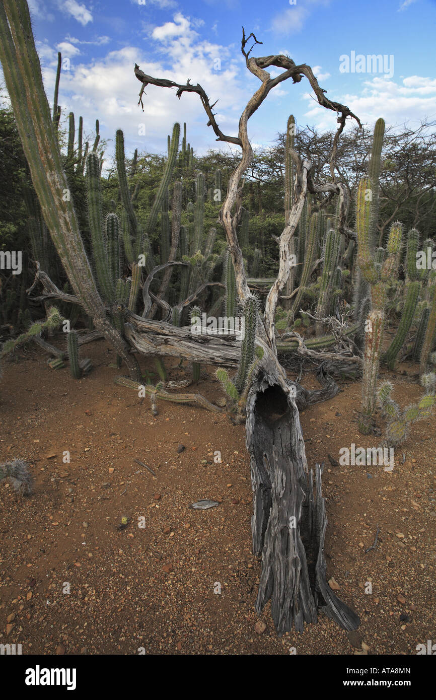 Desert scene with cactus jungle Stock Photo - Alamy