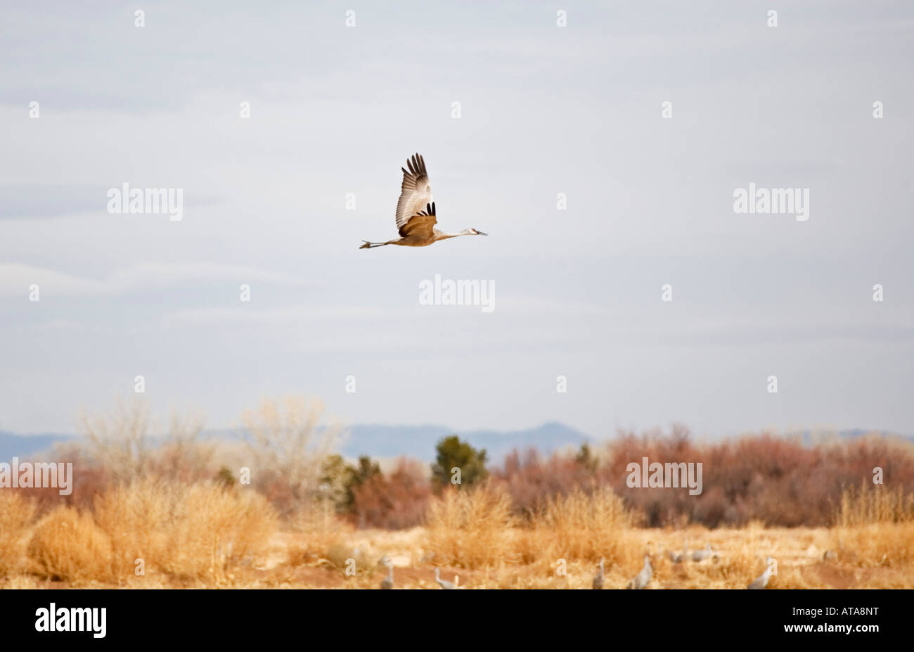 One crane flying Stock Photo - Alamy