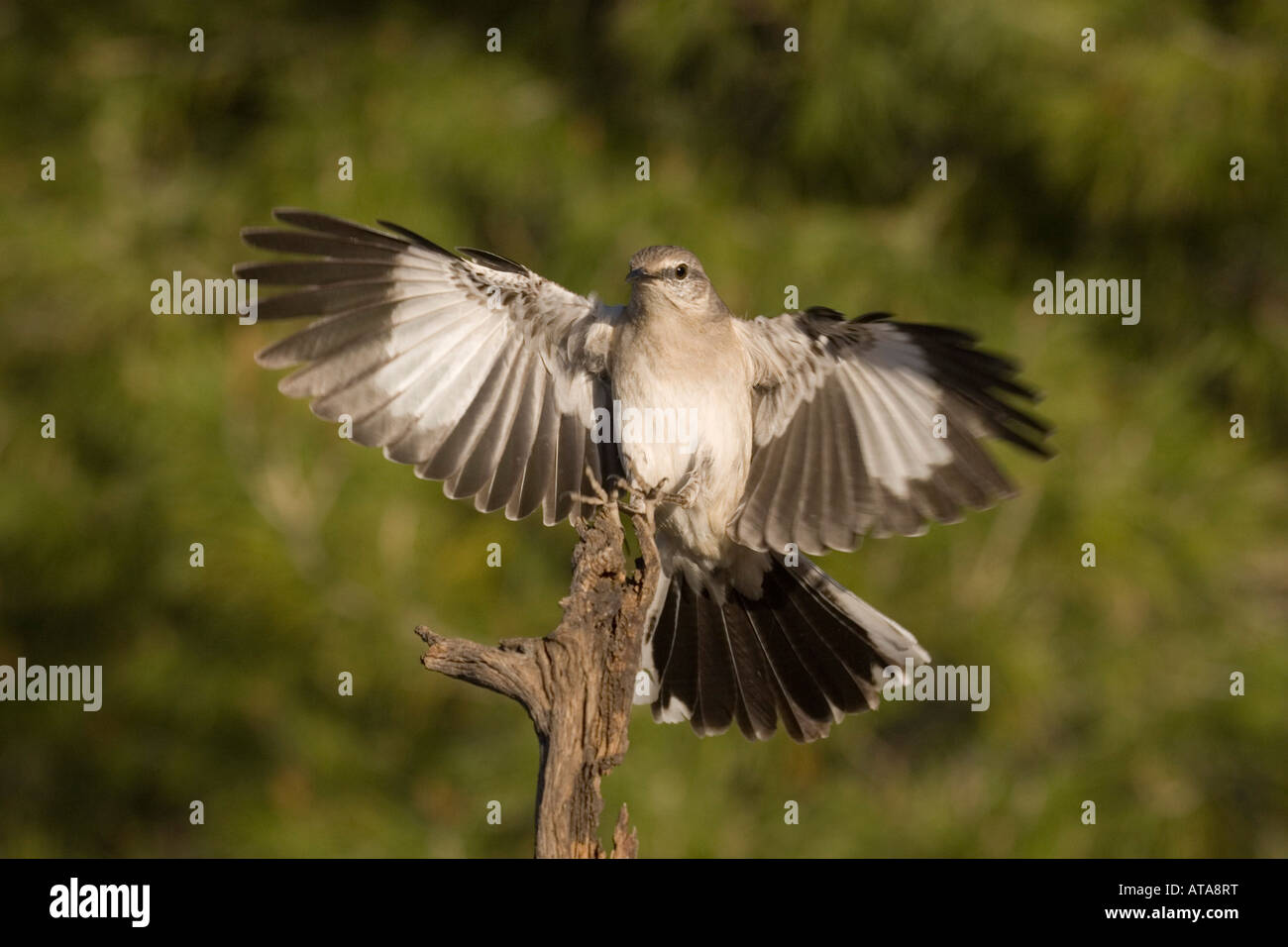 Northern Mockingbird Flying