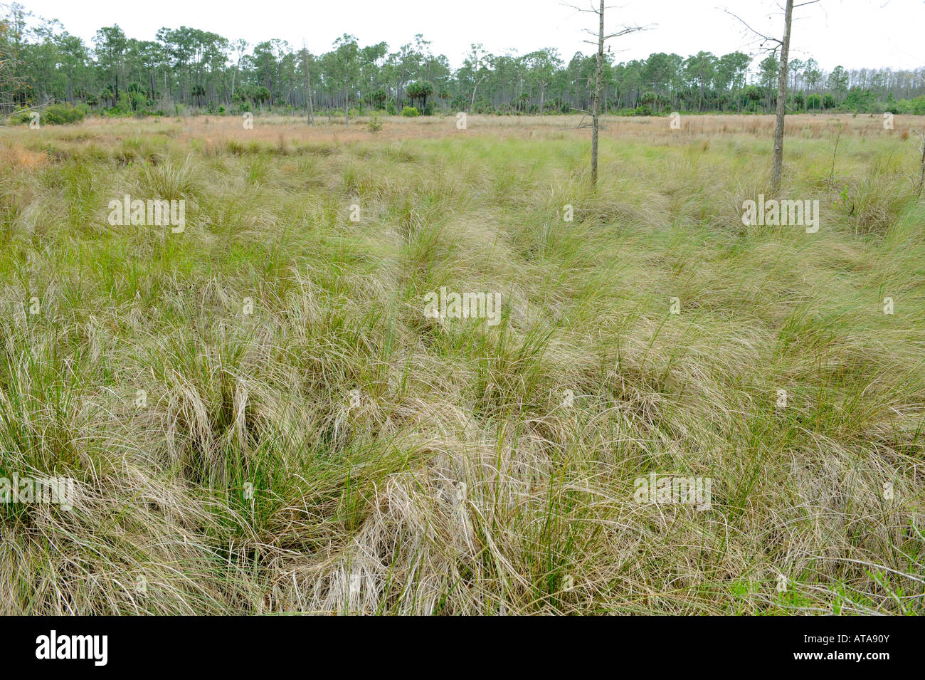 Corckscrew Swamp Sanctuary Naples Florida wet prairie grasses Stock ...