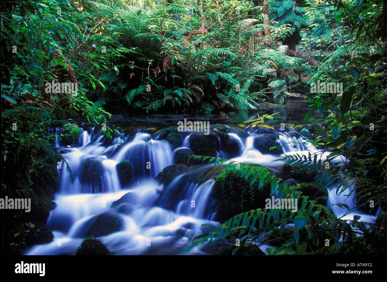 stream in native New Zealand bush Rotorua Stock Photo - Alamy