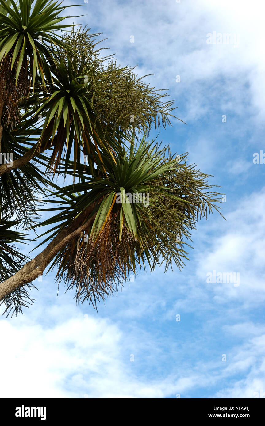 English Palm Tree Stock Photo - Alamy