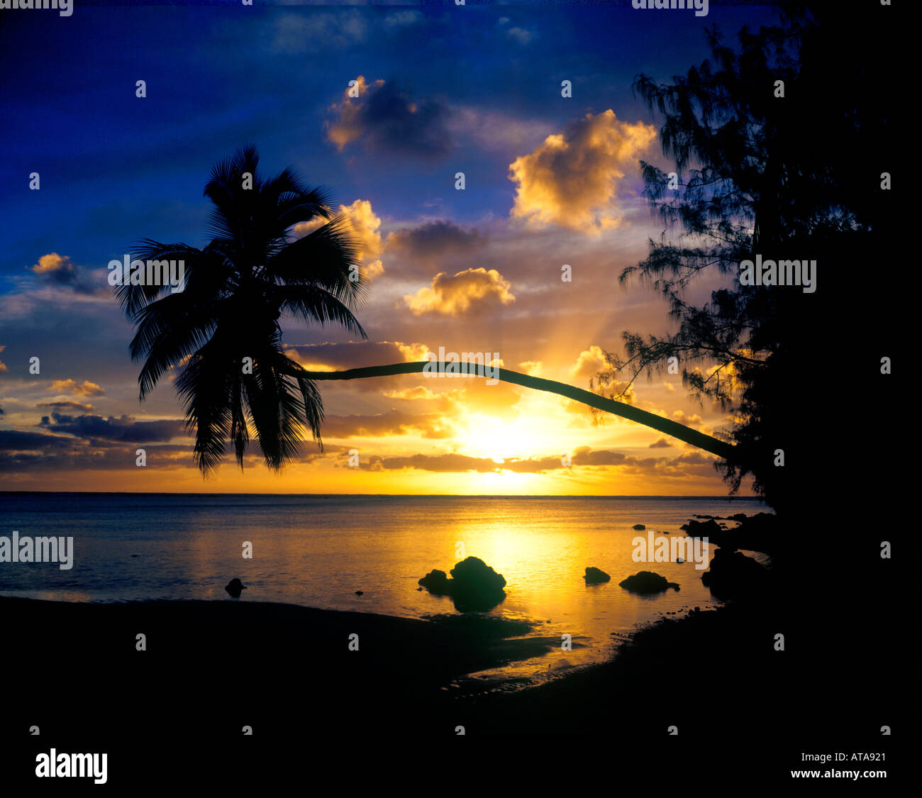 Palm tree in tropical sunset Aitutaki Cook Islands Stock Photo - Alamy