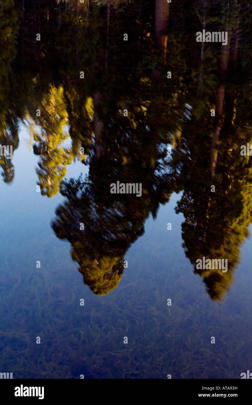 Giant Sequoia reflection in Balch Park Stock Photo - Alamy