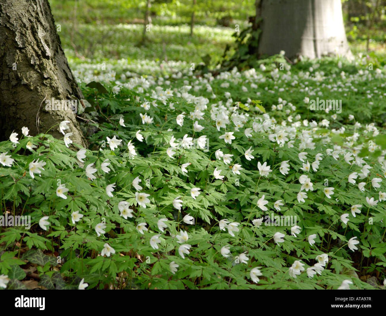 Wood anemone (Anemone nemorosa Stock Photo - Alamy