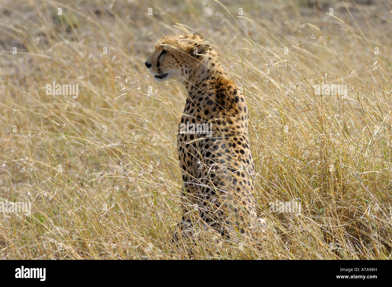 Gepard in maasai mara hi-res stock photography and images - Alamy