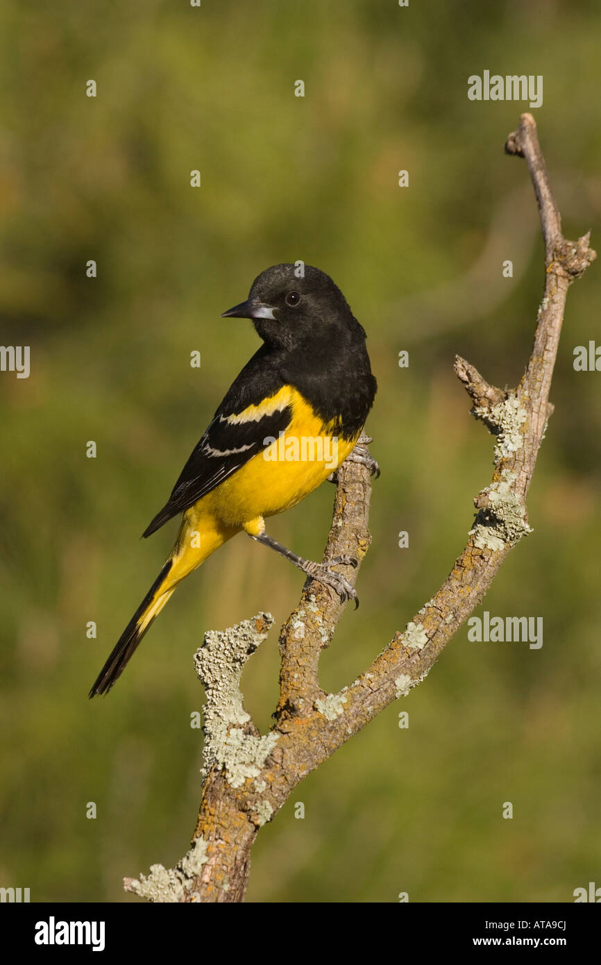 Scott's Oriole male, Icterus parisorum, on lichen covered branch Stock ...