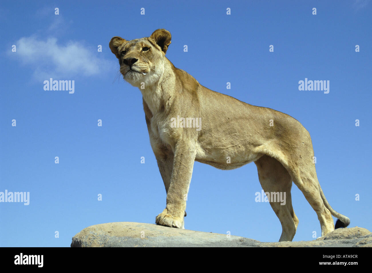 Lioness standing on rock Stock Photo - Alamy