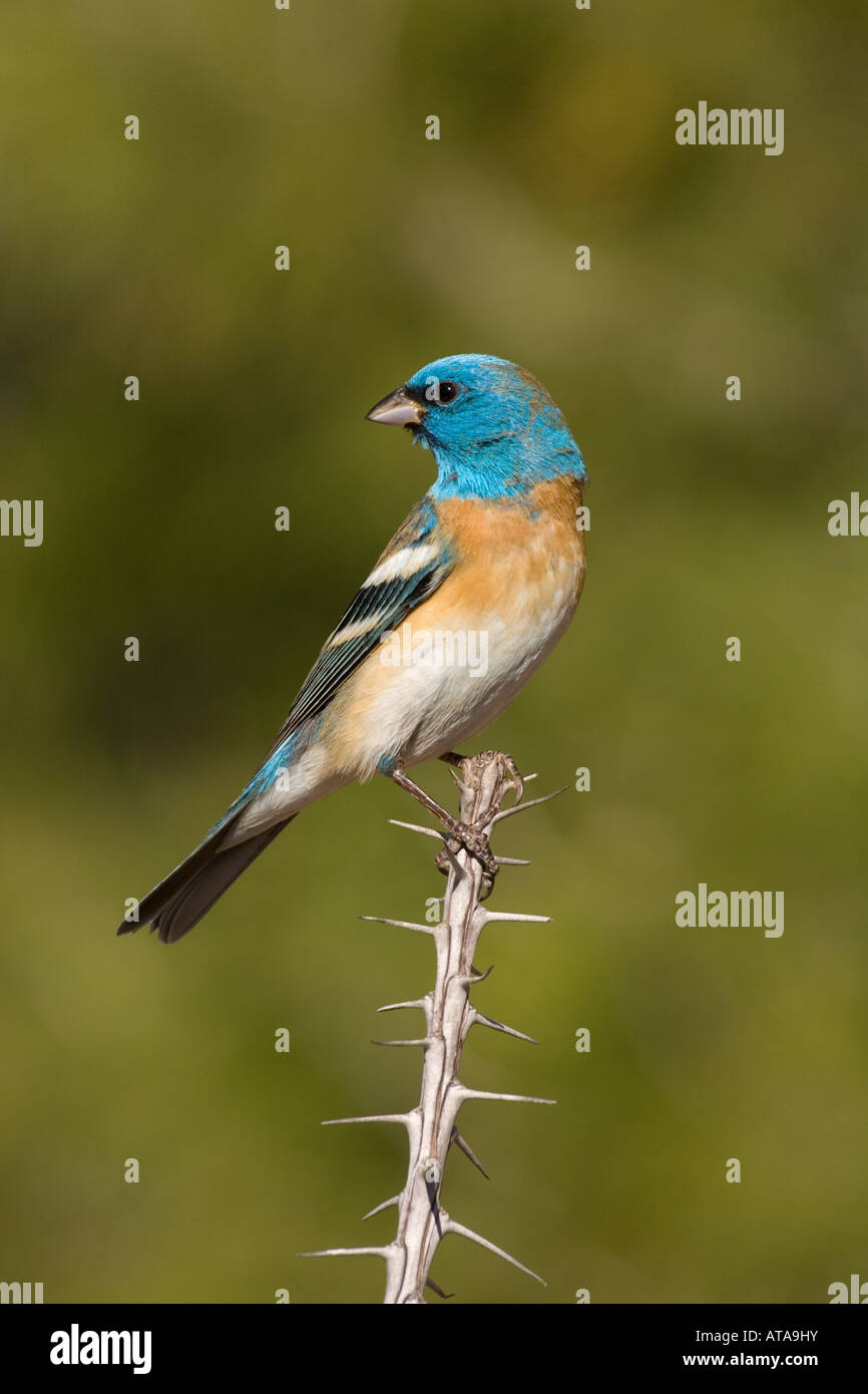 Lazuli Bunting Male Passerina Amoena On Ocotillo Branch Stock Photo