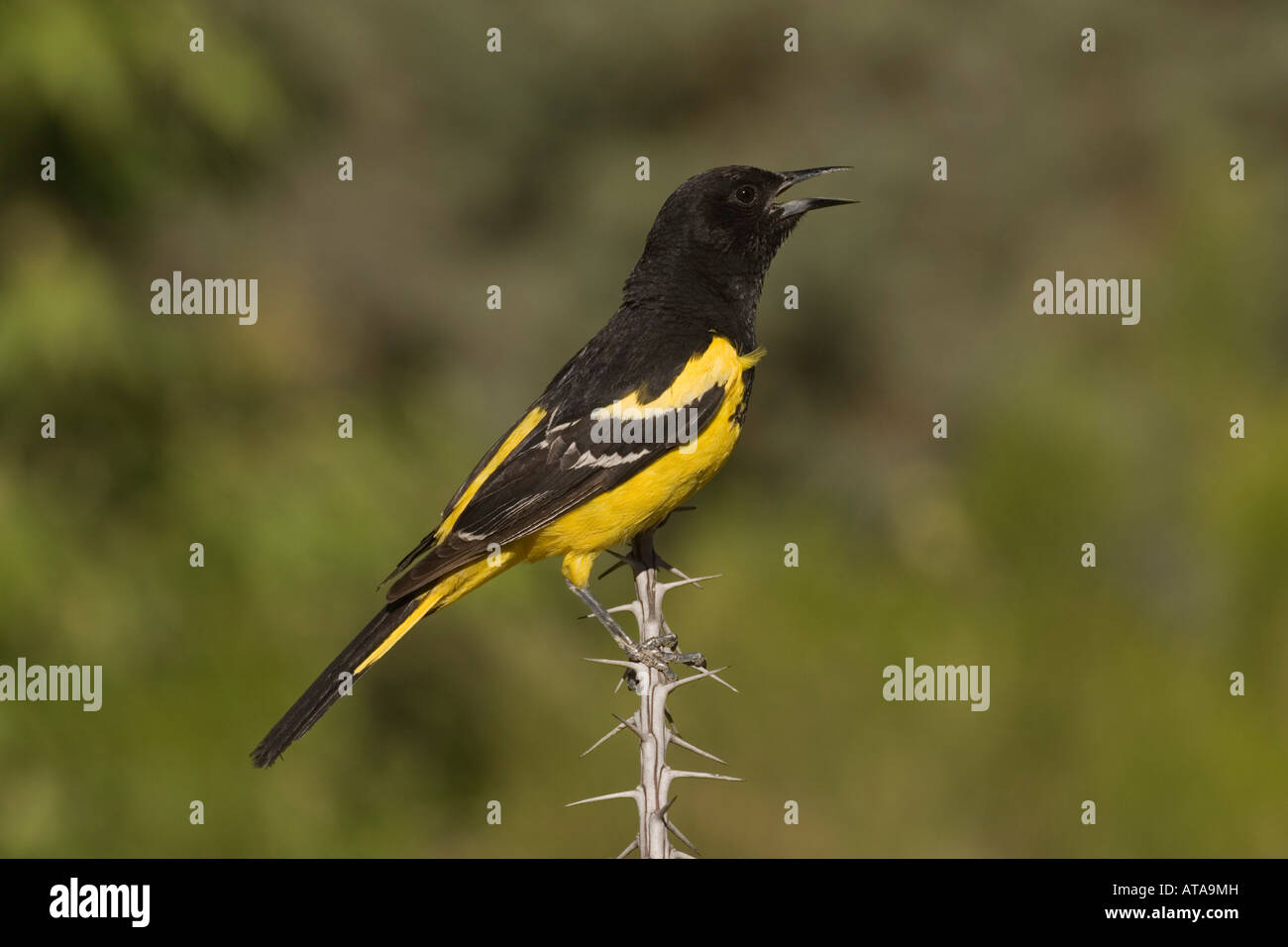 Scott's oriole icterus parisorum hi-res stock photography and images ...