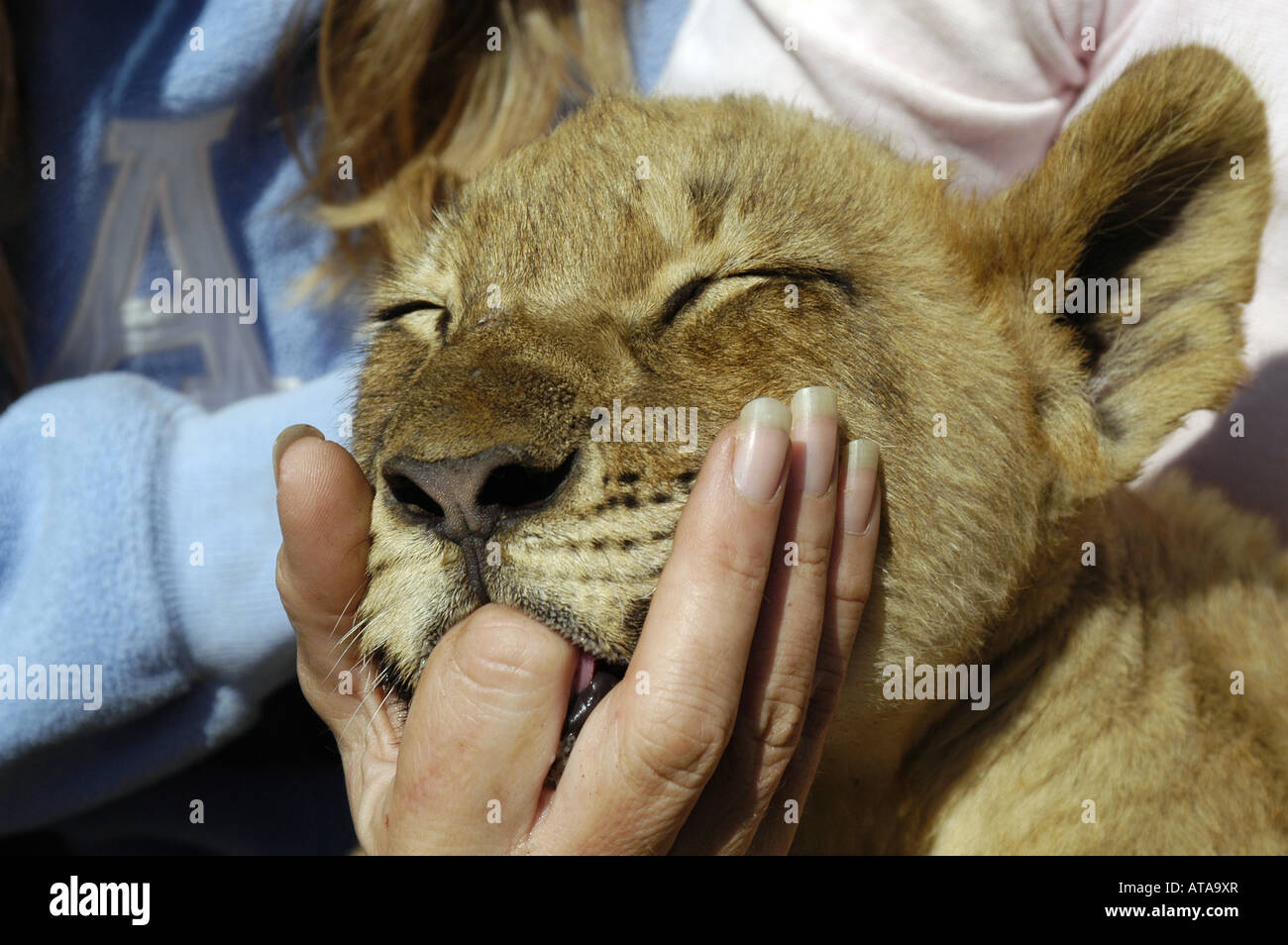 Lion cub suckling on finger Stock Photo - Alamy