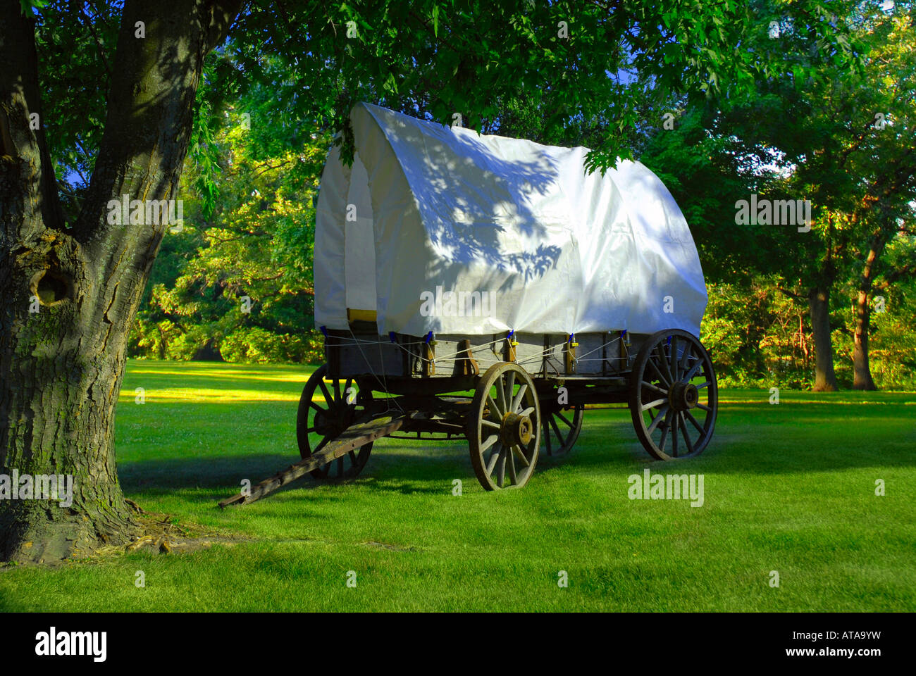Wagon trees hi-res stock photography and images - Alamy