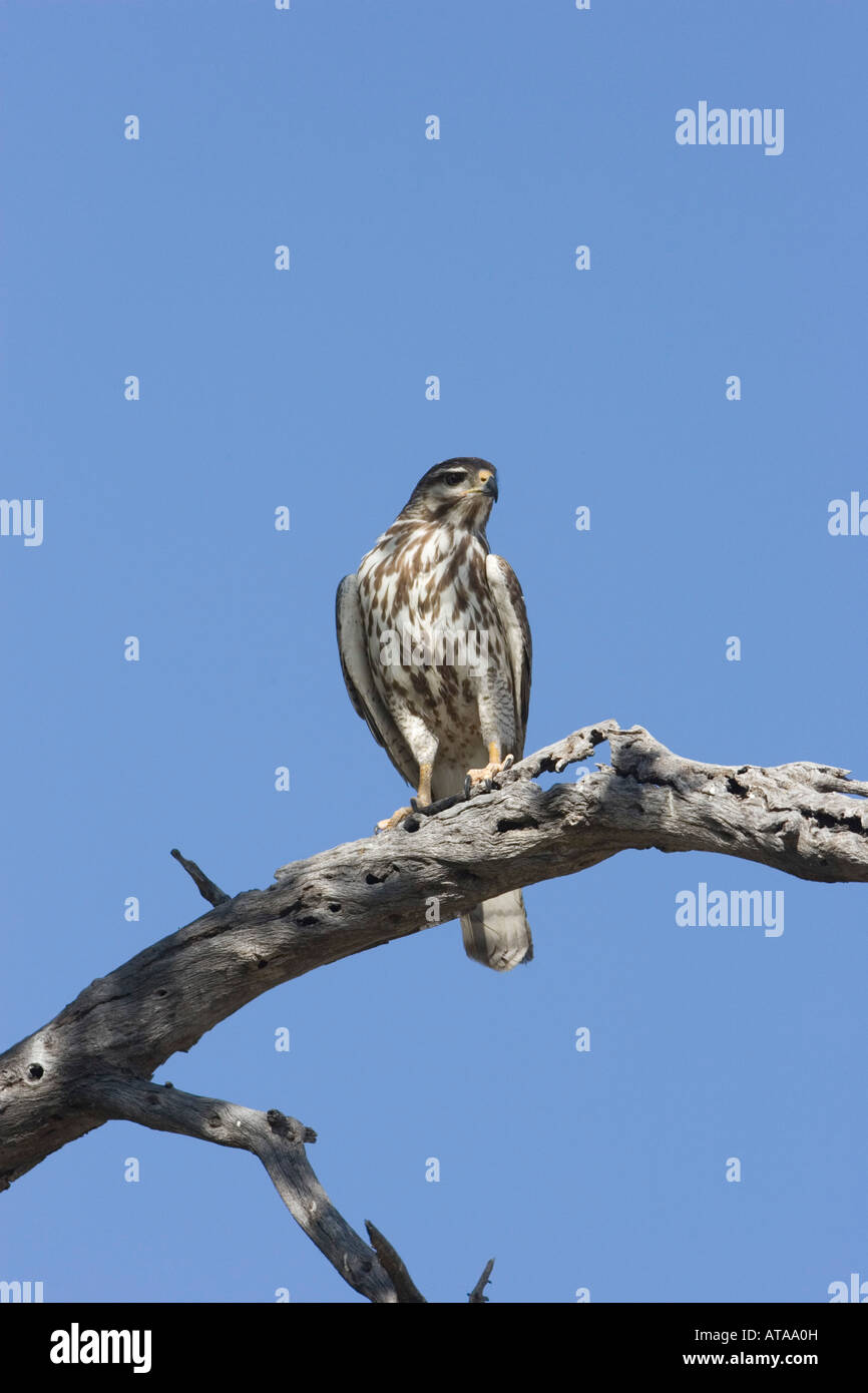 Gray Hawk juvenile, Asturina nitida, perched Stock Photo - Alamy