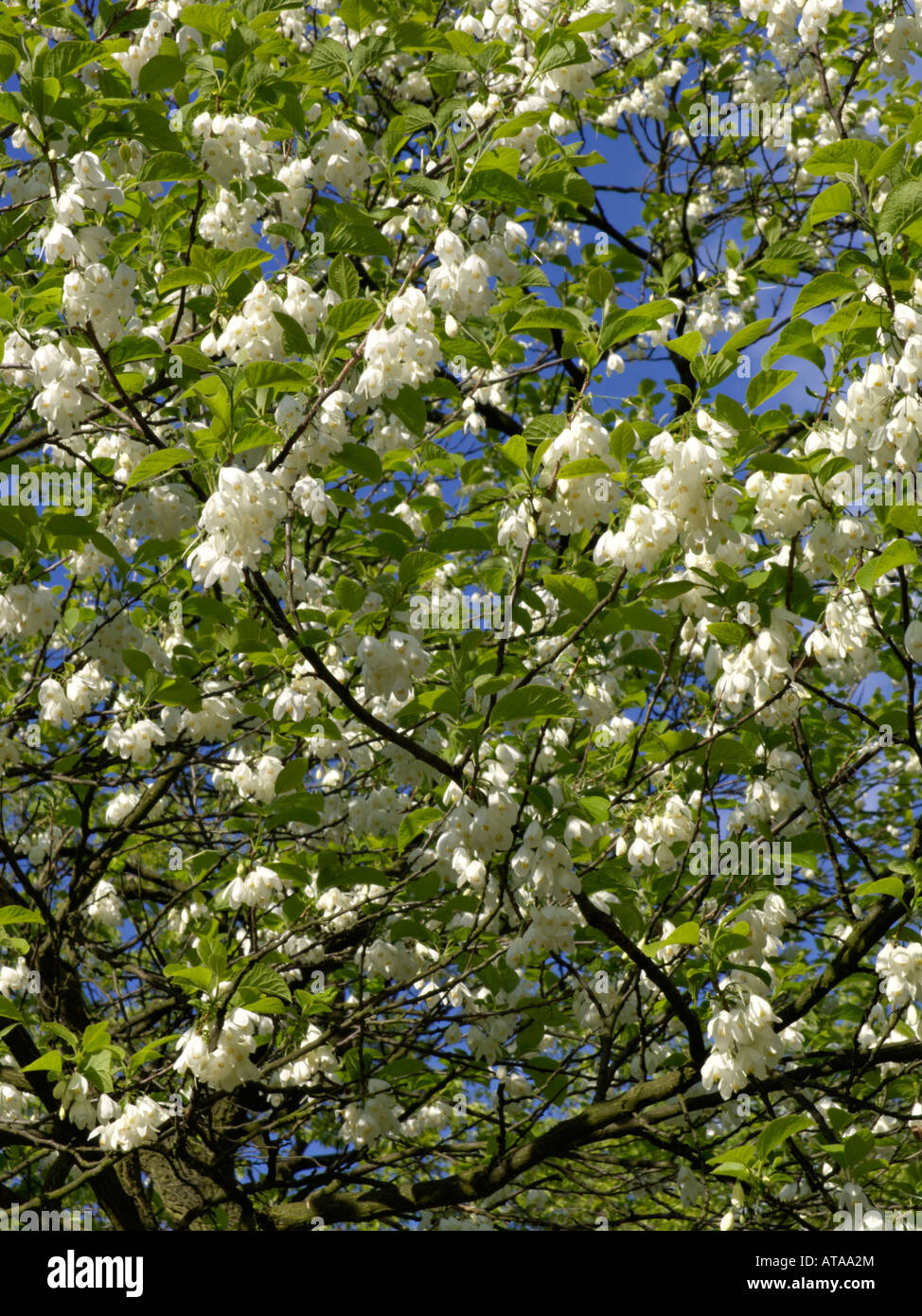 Silverbell Stock Photos & Silverbell Stock Images - Alamy