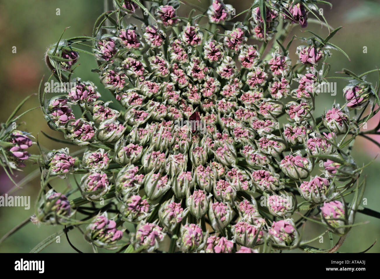 Daucus carotta, Wild carot, Moere, Karotte, Carrote, Carotta selvatica ...