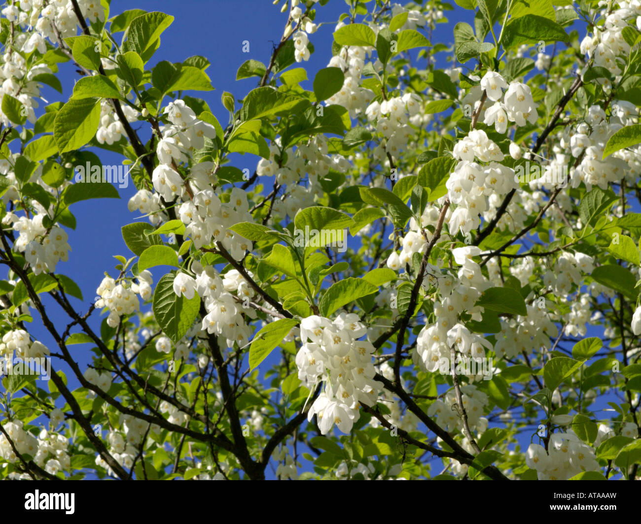 Styracaceae hi-res stock photography and images - Alamy