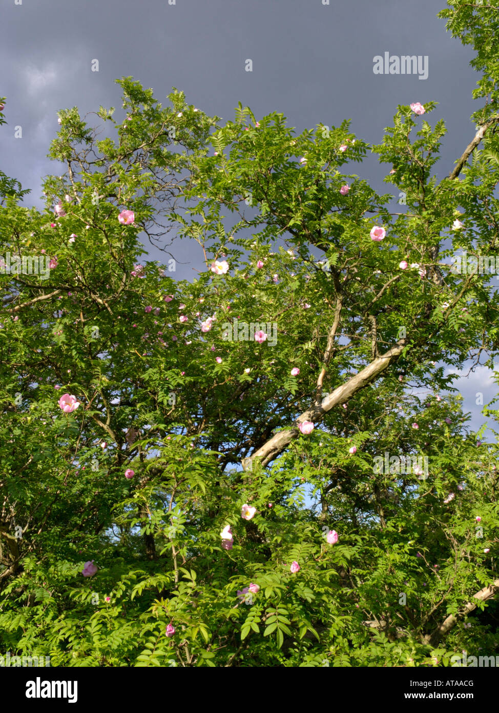 Chestnut rose (Rosa roxburghii Stock Photo - Alamy