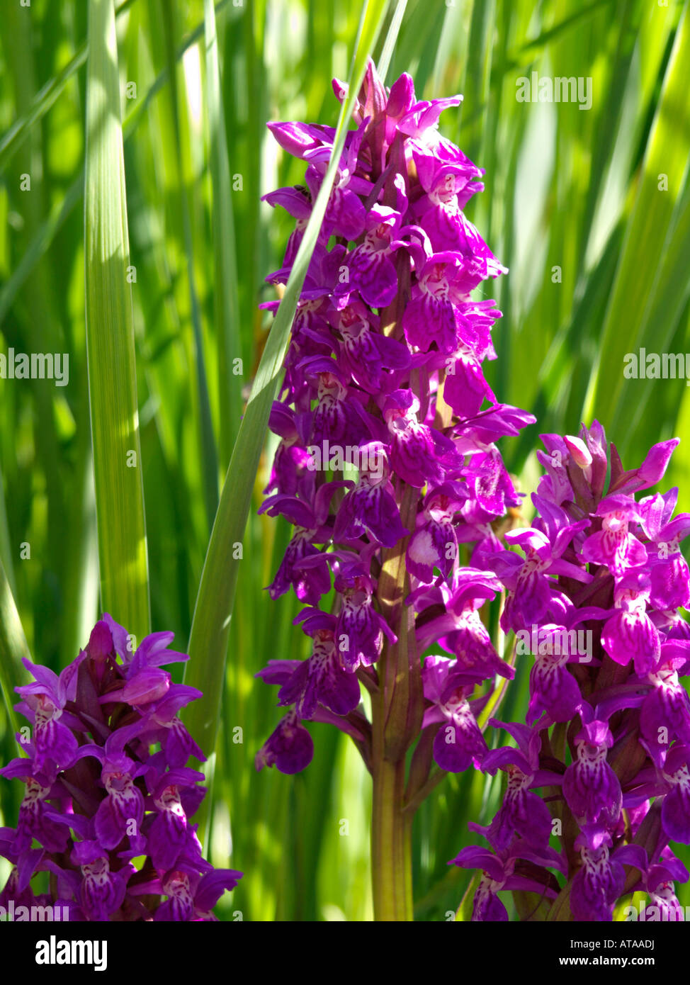 Broad-leaved marsh orchid (Dactylorhiza majalis Stock Photo - Alamy