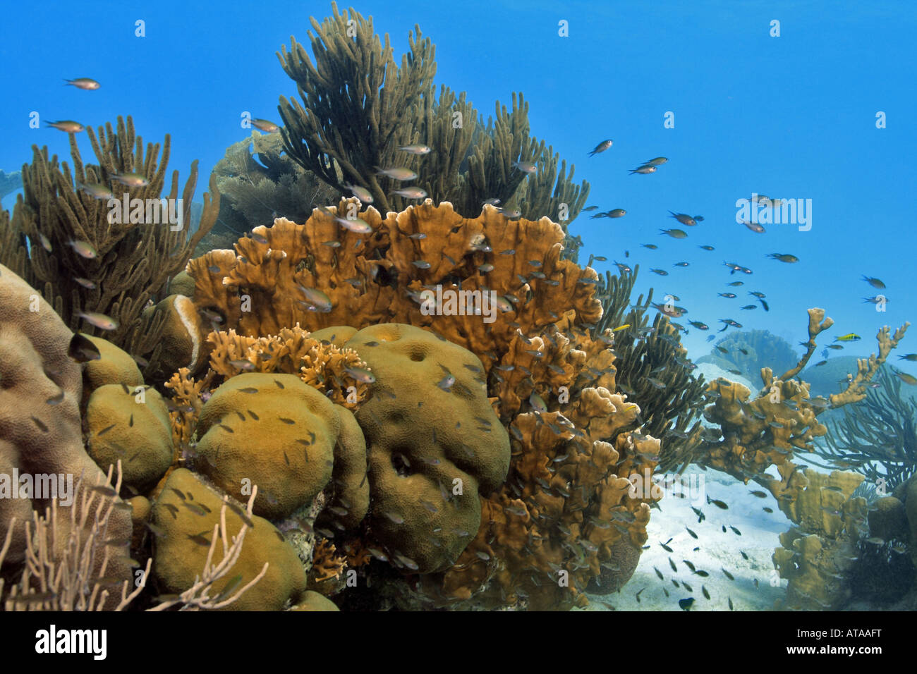 Coral reef Landscape Stock Photo - Alamy
