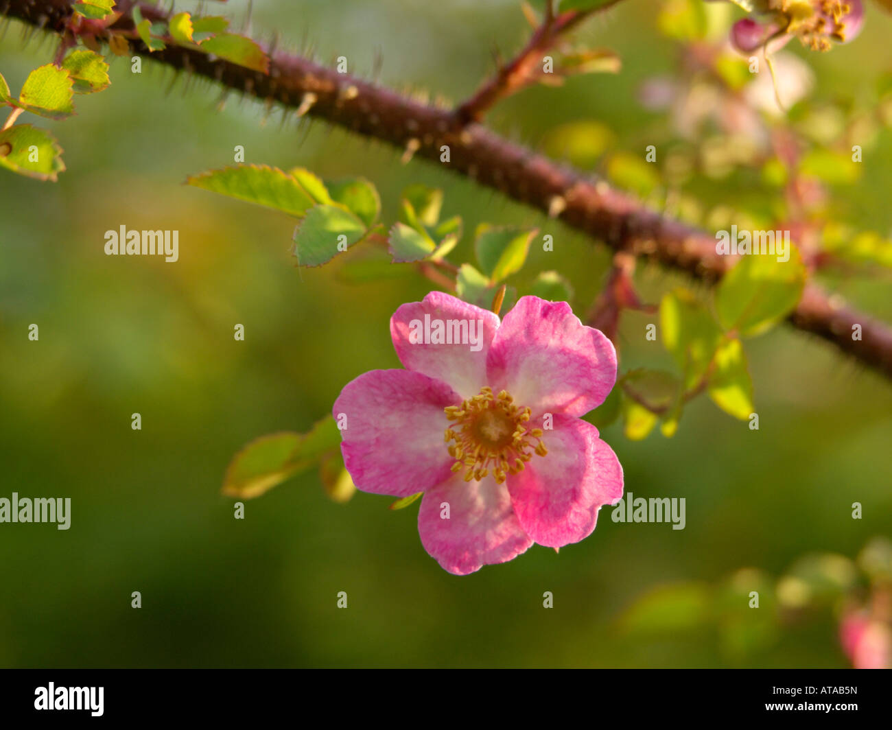 Rose (Rosa fargesii Stock Photo - Alamy