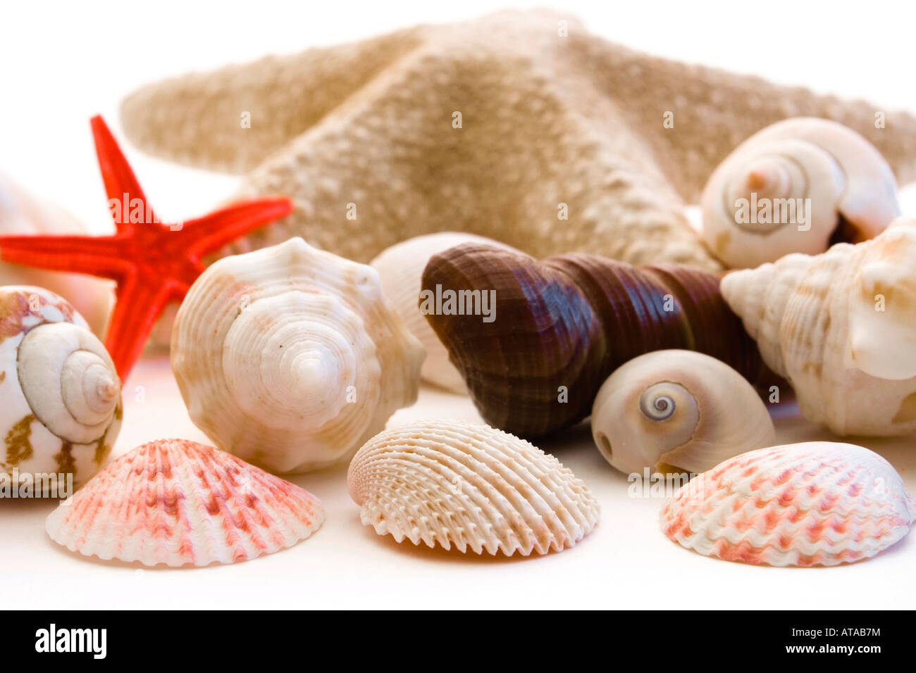 Starfish mussels mussel shells hi-res stock photography and images - Alamy