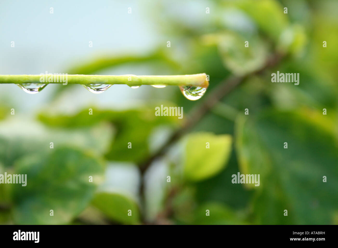 Raindrops falling on leaf hi-res stock photography and images - Alamy