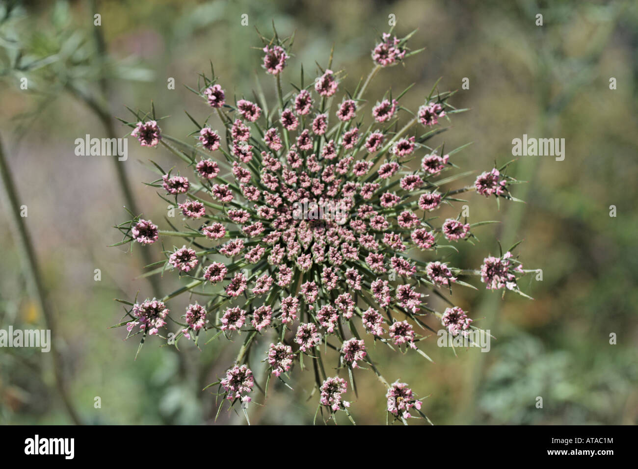 Daucus carotta, Wild carot, Moere, Karotte, Carrote, Carotta selvatica ...