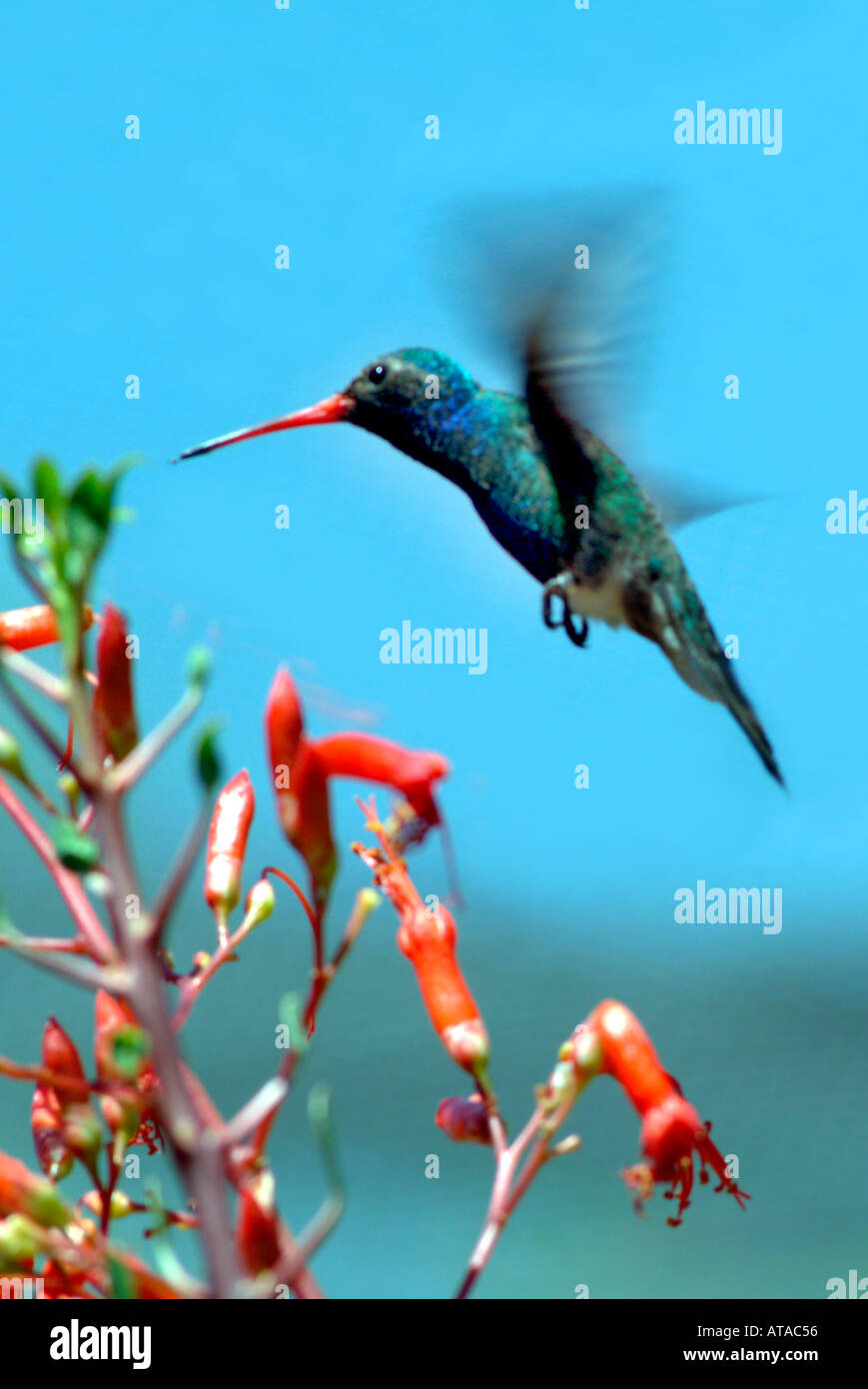 Hummingbird bird flying in hi-res stock photography and images - Alamy