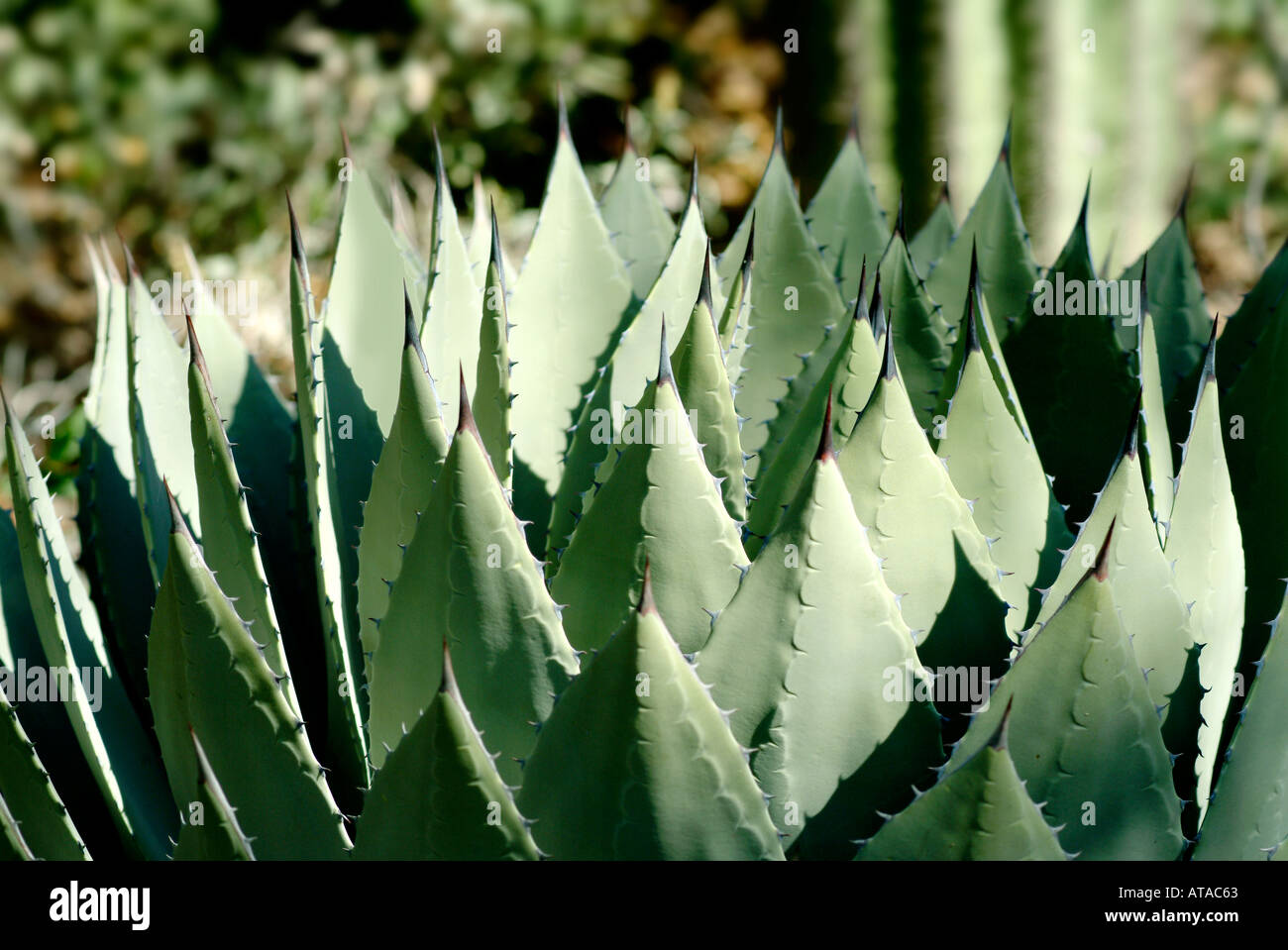 Agave leaf detail Stock Photo - Alamy