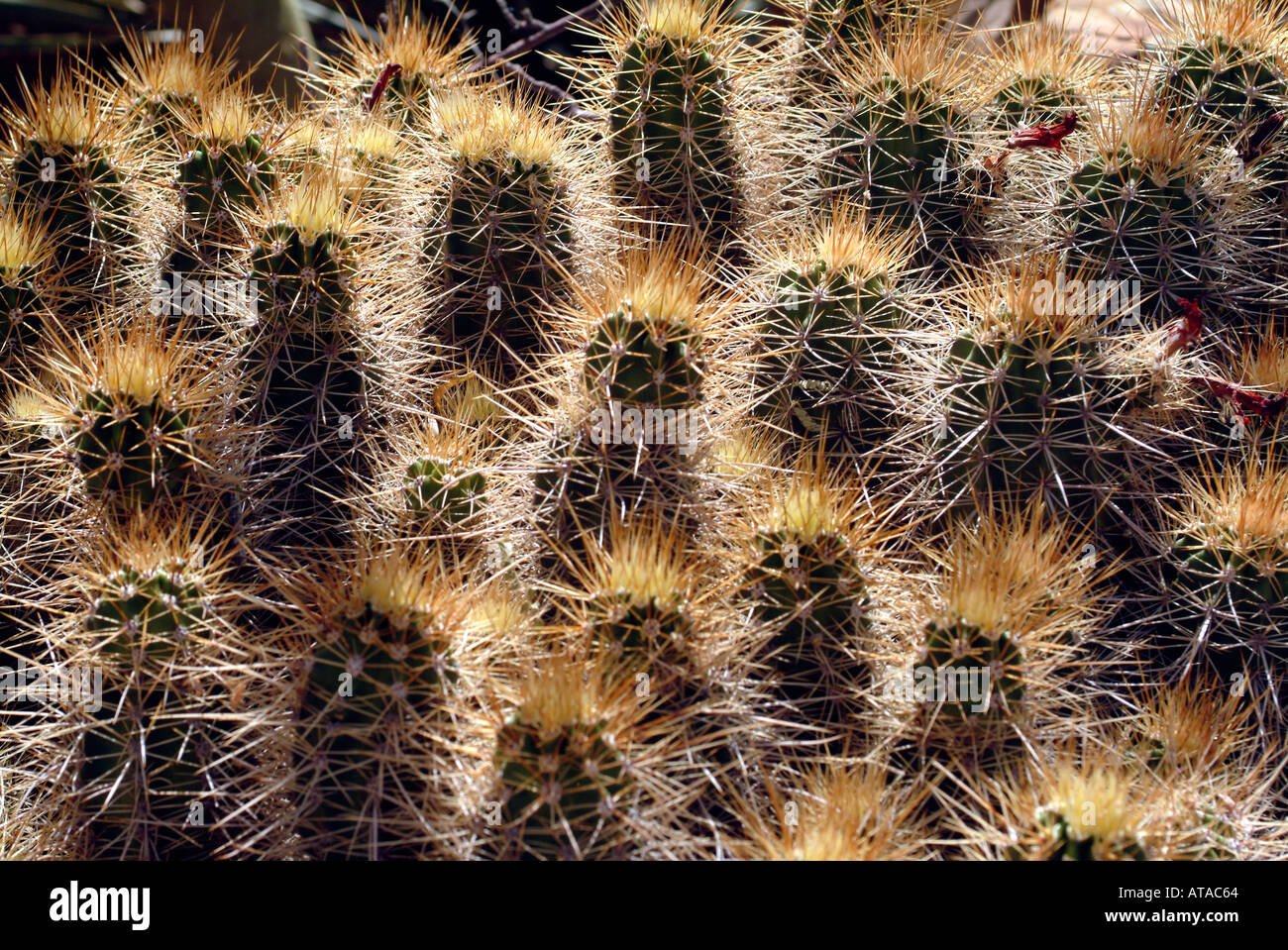 Backlit cactus in arizona desert Stock Photo - Alamy