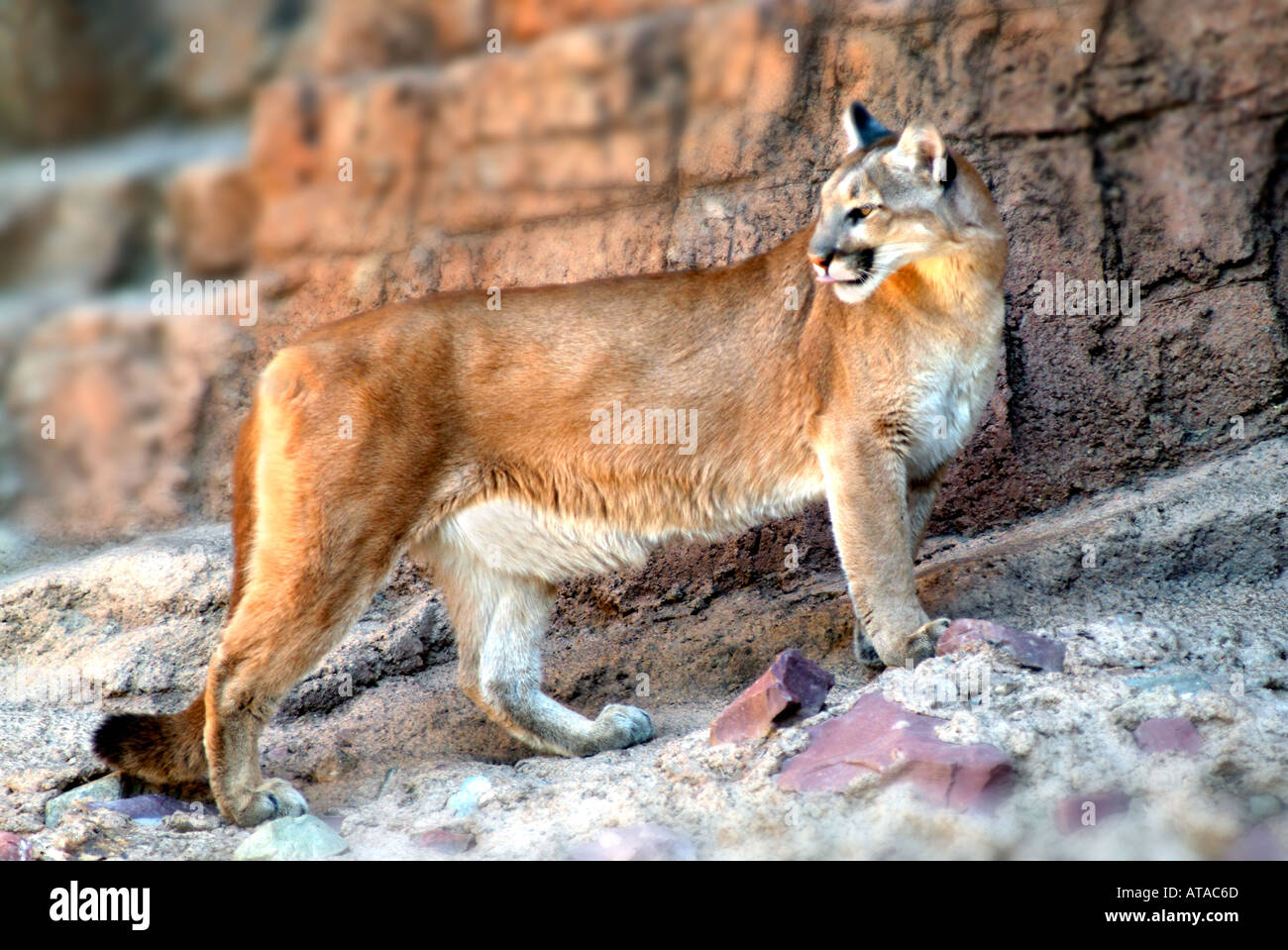 Mountain Lion walking near rocks Stock Photo - Alamy