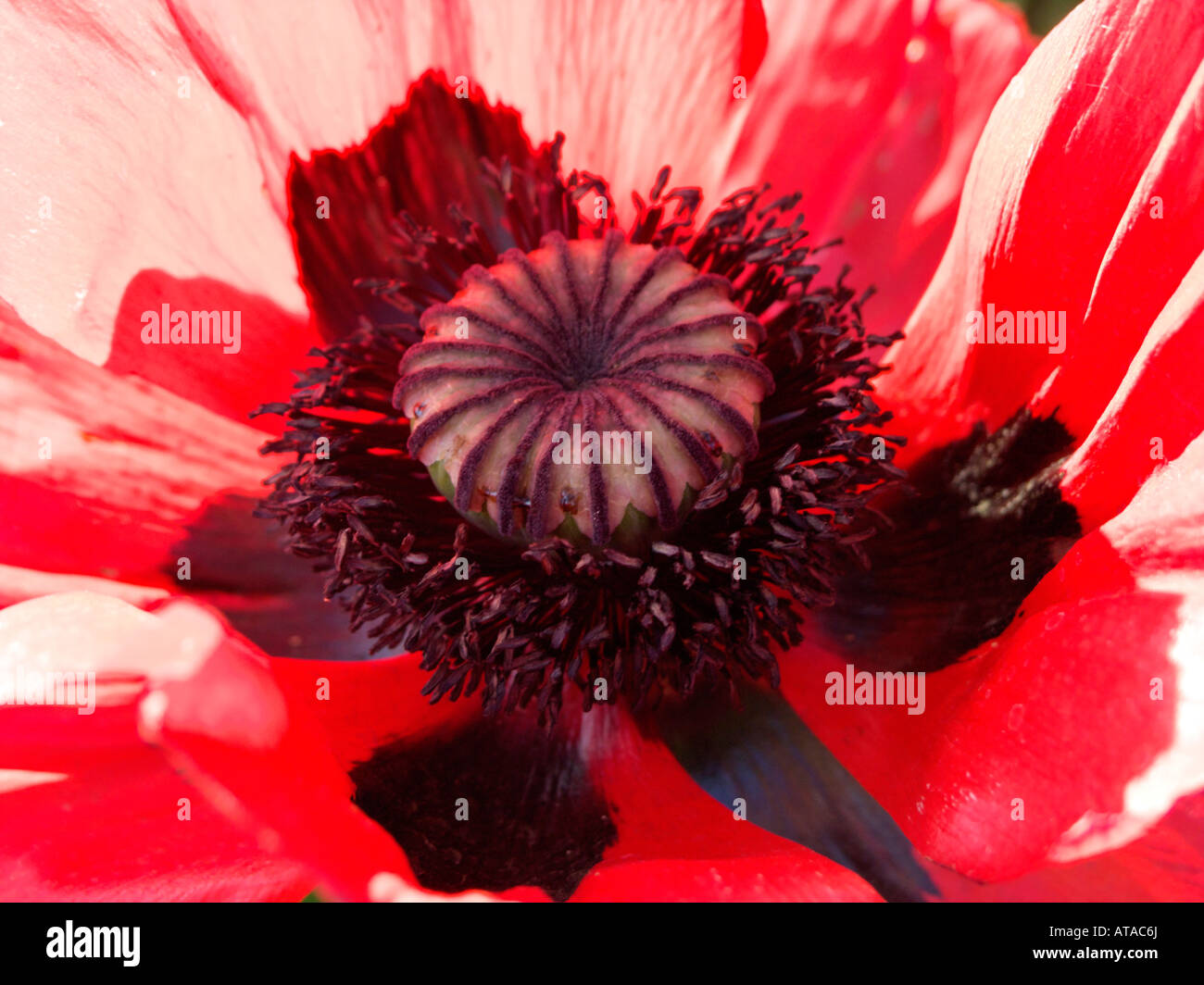 Papaver orientale papaver hi-res stock photography and images - Alamy