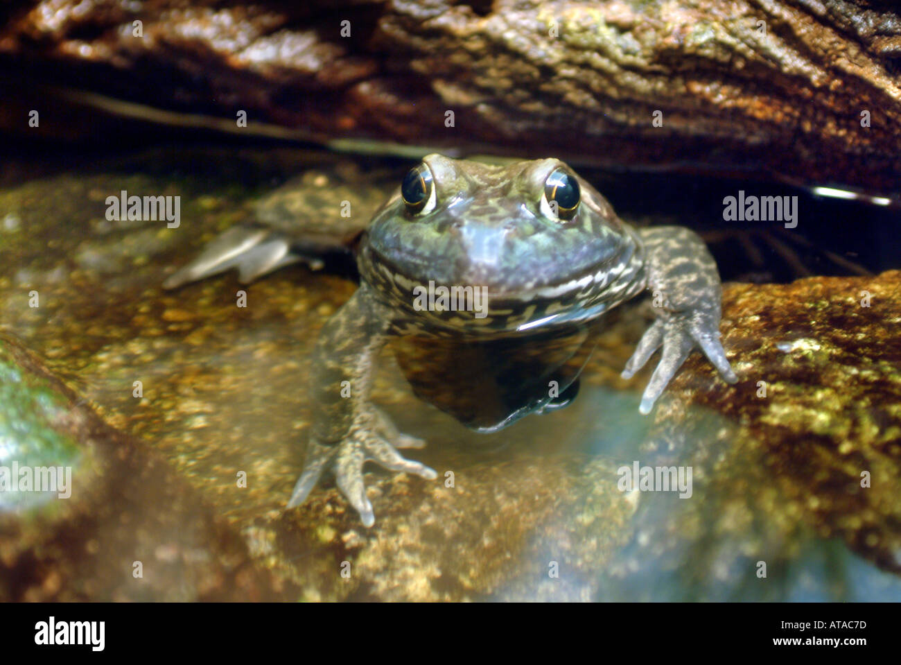 bullfrog sitting in water Stock Photo - Alamy