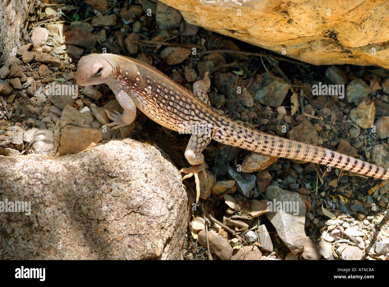 Zebra tailed lizard Stock Photo - Alamy