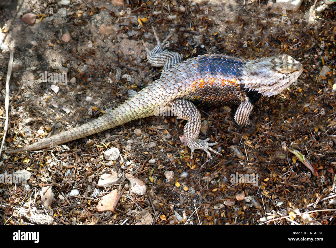 Spiney animal hi-res stock photography and images - Alamy