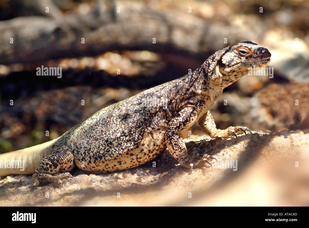 Chuckwalla lizards hi-res stock photography and images - Alamy