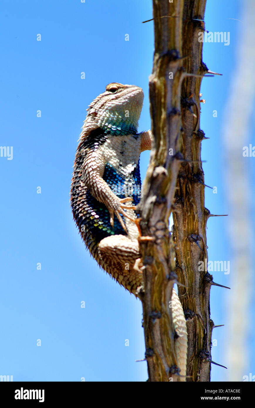 Blue rock Lizard baja Stock Photo - Alamy