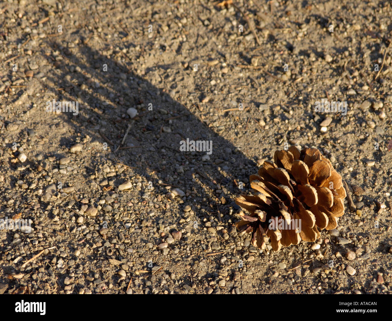 Plants pine cone hi-res stock photography and images - Alamy