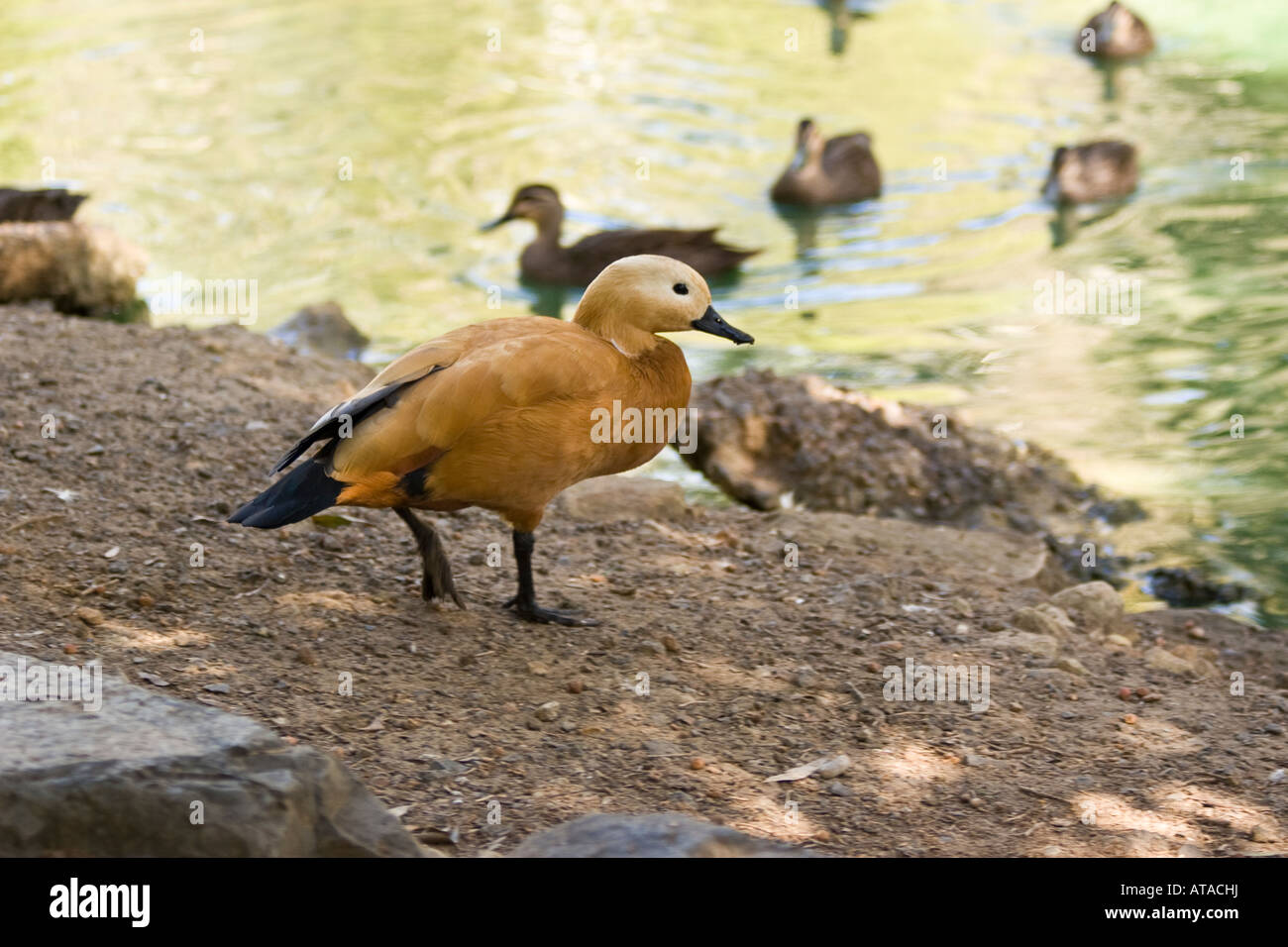 Ruddy Shelduck on a river bank Stock Photo - Alamy