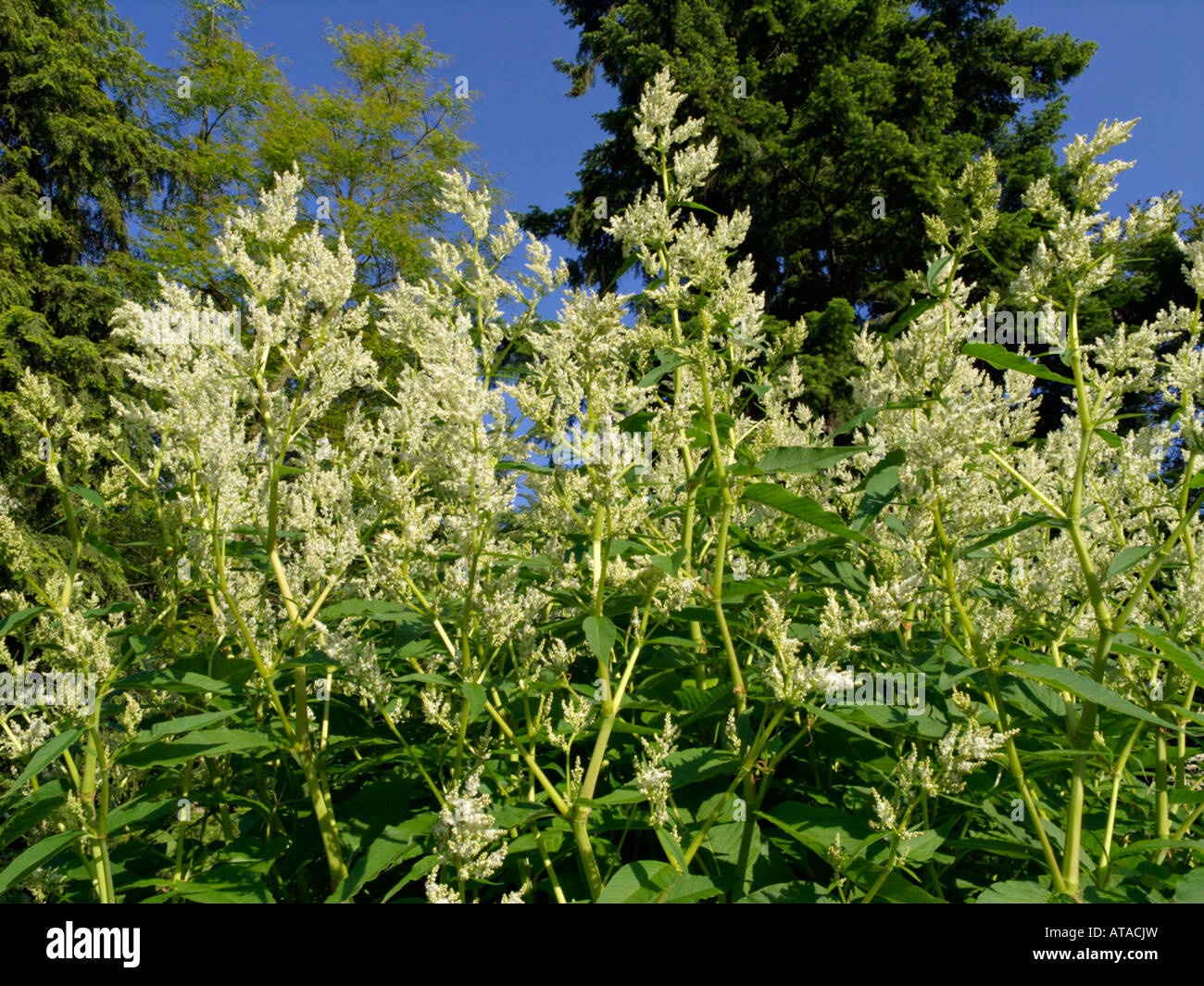 Alpine knotweed (Aconogonon alpinum 'Johanniswolke' syn. Polygonum ...